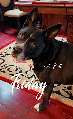 Essington, PA - German Shepherd Dog/Pit Bull Terrier. Meet Jackson a ...