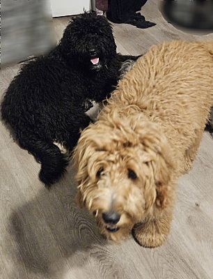 Jacksonville, FL - Goldendoodle. Meet Diamond and Marigold a Pet for ...