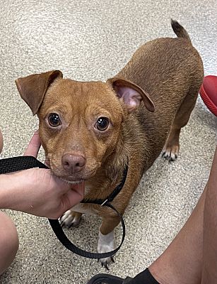 Bonita Springs, FL - Chiweenie/Dachshund. Meet Sad and scared little ...