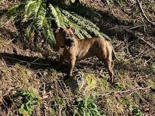 Portland, OR - Boston Terrier. Meet Loretta itty bitty pittie a Pet for ...