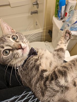 Ellenwood, GA - Tabby. Meet Theo a Pet for Adoption - AdoptaPet.com