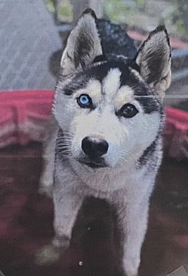 Fort Madison, IA - Husky. Meet Loki a Pet for Adoption - AdoptaPet.com