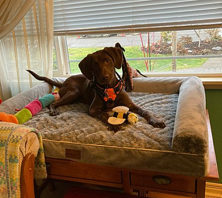 Shoreline, WA - Labrador Retriever. Meet Sadie a Pet for Adoption ...
