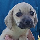 Pug Puppies - Pug Rescue and Adoption Near You