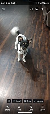 Douglasville, GA - Jack Russell Terrier. Meet Kalia a Pet for Adoption ...