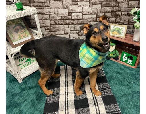 Detroit, MI - German Shepherd Dog. Meet LACY O'LOONEY a Pet for ...