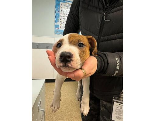 Palmer, AK - Mastiff/American Staffordshire Terrier. Meet JUPITER a Pet ...