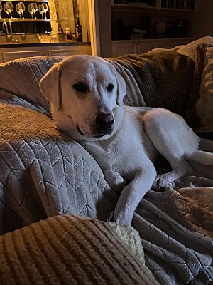Montgomery, TX - Labrador Retriever. Meet Coconut a Pet for Adoption ...