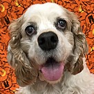 Cocker Spaniel Puppies - Rescue and Adoption Near You