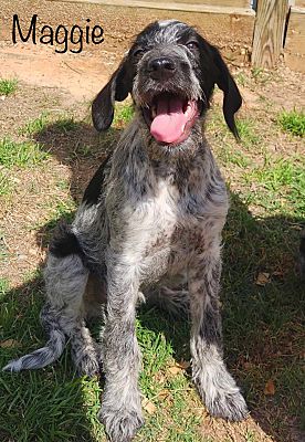 East Hartford, CT - Wirehaired Pointing Griffon/Mixed Breed (Medium ...
