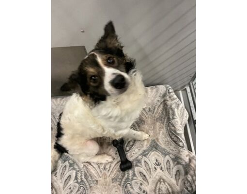 Olympia, WA - Border Collie/Mixed Breed (Medium). Meet Bramble * a Pet ...