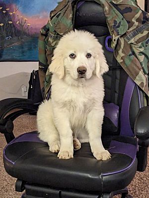 Tulsa, OK - Great Pyrenees. Meet Starpup a Pet for Adoption - AdoptaPet.com