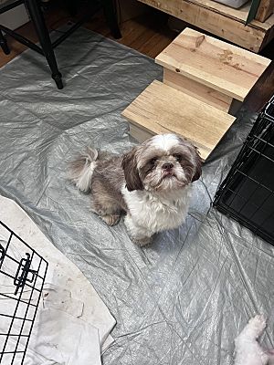 Newark, OH - Shih Tzu. Meet Stewie a Pet for Adoption - AdoptaPet.com