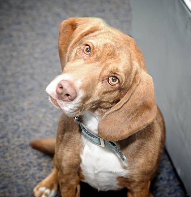 Sparta, NJ - Beagle/Catahoula Leopard Dog. Meet Tammy a Pet for ...