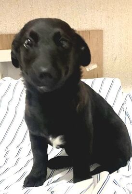 Wooster, OH - Dachshund/Australian Cattle Dog. Meet Alanis a Pet for ...