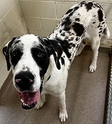 Tiffin, OH - Great Dane/Great Pyrenees. Meet Alfredo a Pet for Adoption ...