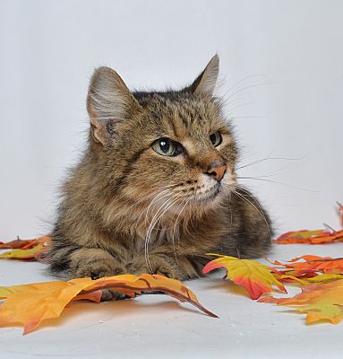 Jefferson City, MO - Domestic Mediumhair. Meet Paul a Pet for Adoption ...