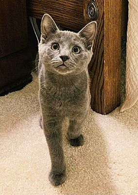 Richmond, VA - Domestic Shorthair. Meet Morrell a Pet for Adoption ...