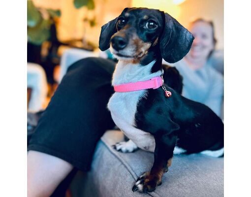 Seattle, WA - Miniature Dachshund. Meet Rosie a Pet for Adoption ...