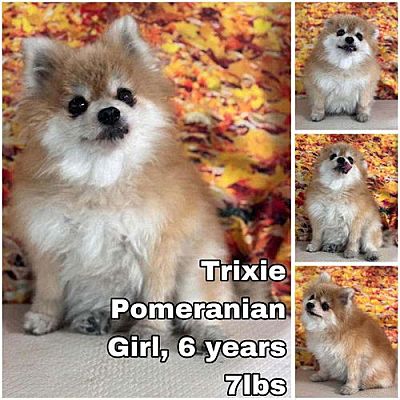 Seattle, WA - Pomeranian. Meet Trixie from Korea a Pet for Adoption ...