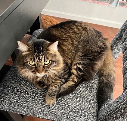 Orlando, FL - Maine Coon. Meet Bam Bam the Beast a Pet for Adoption ...