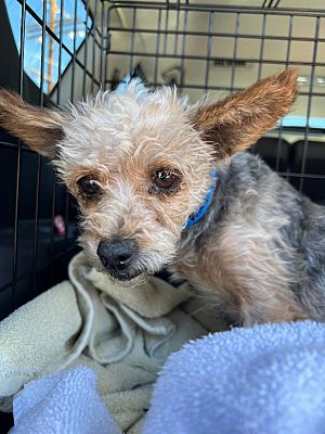 Encino, CA - Yorkie Poo/Terrier (Unknown Type, Small). Meet Maya a Pet ...