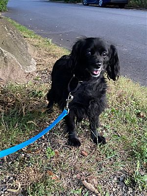 Flushing, NY - Cocker Spaniel/Spaniel (Unknown Type). Meet Lulu a Pet ...