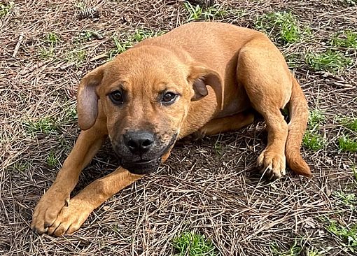 Birmingham, AL - Boxer. Meet Lemon a Pet for Adoption - AdoptaPet.com