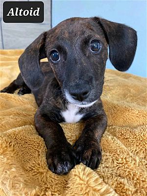 Hartford, CT - Dachshund. Meet Altoid a Pet for Adoption - AdoptaPet.com