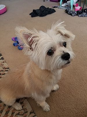 Anderson, SC - Chihuahua/Lhasa Apso. Meet Marley a Pet for Adoption ...