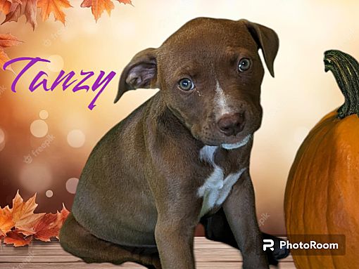 Ayden, NC - Pit Bull Terrier. Meet Tanzy a Pet for Adoption - AdoptaPet.com