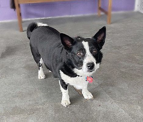 Genesee Depot, WI - Corgi. Meet **ROSIE** a Pet for Adoption ...