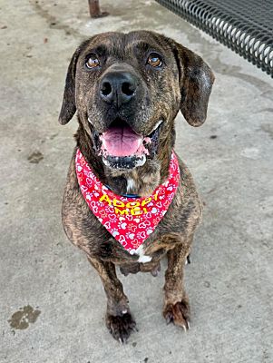 Rome, GA - Mixed Breed (Medium). Meet Connie a Pet for Adoption ...