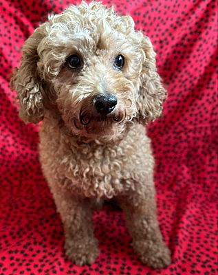 Windsor, MO - Poodle (Miniature). Meet BUSTER RED a Pet for Adoption ...