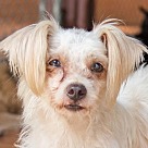 Pomeranian Puppies - Pomeranian Rescue and Adoption Near You