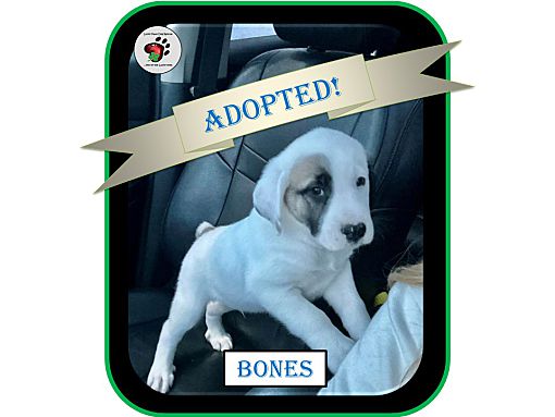 Regina, SK - Great Pyrenees/Australian Cattle Dog. Meet Bones - ADOPTED ...