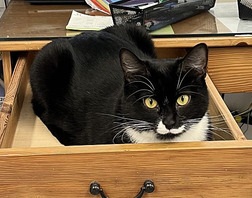 Harrison, NY - Domestic Shorthair. Meet Jasmin a Pet for Adoption ...