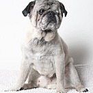 Pug Puppies - Pug Rescue and Adoption Near You