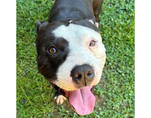 Birmingham, AL - American Pit Bull Terrier. Meet Cupid a Pet for ...
