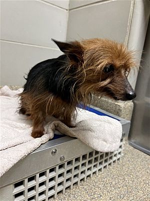 Virginia Beach, VA - Yorkie, Yorkshire Terrier. Meet 2305-0424 Garnet ...