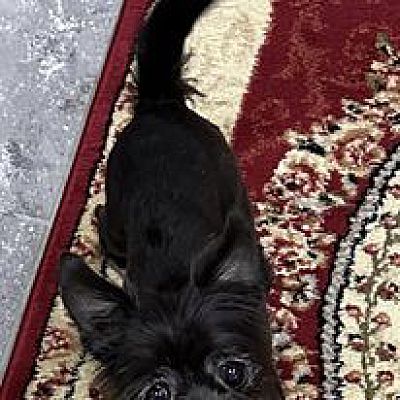 Henderson, NV - Brussels Griffon/Yorkie, Yorkshire Terrier. Meet Sarah ...