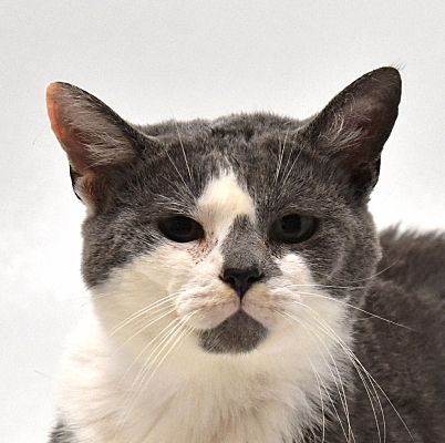 Springfield, OH - Domestic Shorthair. Meet Gaston a Pet for Adoption ...