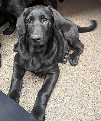 Edmonton, AB - German Shepherd Dog/Golden Retriever. Meet Pippin a Pet ...