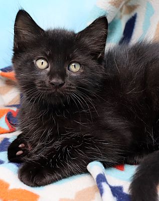 Seminole Blvd, FL - Domestic Mediumhair. Meet Atticus a Pet for ...