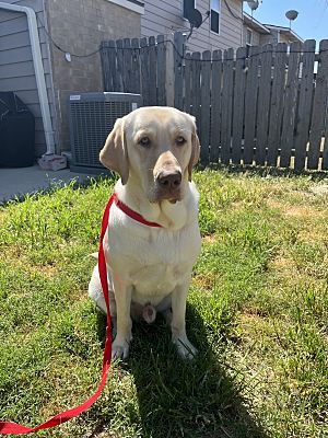 Fort Hood, TX - Labrador Retriever. Meet Atreus a Pet for Adoption ...