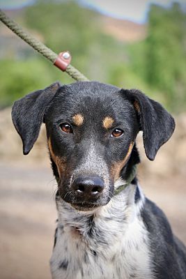 Fillmore, CA - Doberman Pinscher/Australian Cattle Dog. Meet Chip a Pet ...