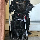 Cocker Spaniel Puppies - Rescue and Adoption Near You