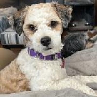Merriam, KS - Lhasa Apso/Miniature Poodle. Meet Theo a Pet for Adoption ...