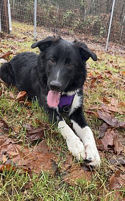 Duncan, BC - Border Collie. Meet Ferb a Pet for Adoption - AdoptaPet.com