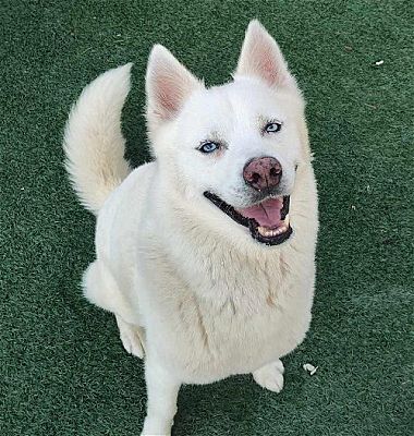 Rockwall, TX - Husky. Meet Wrangler - $75 Adoption Fee! Diamond Dog! a ...